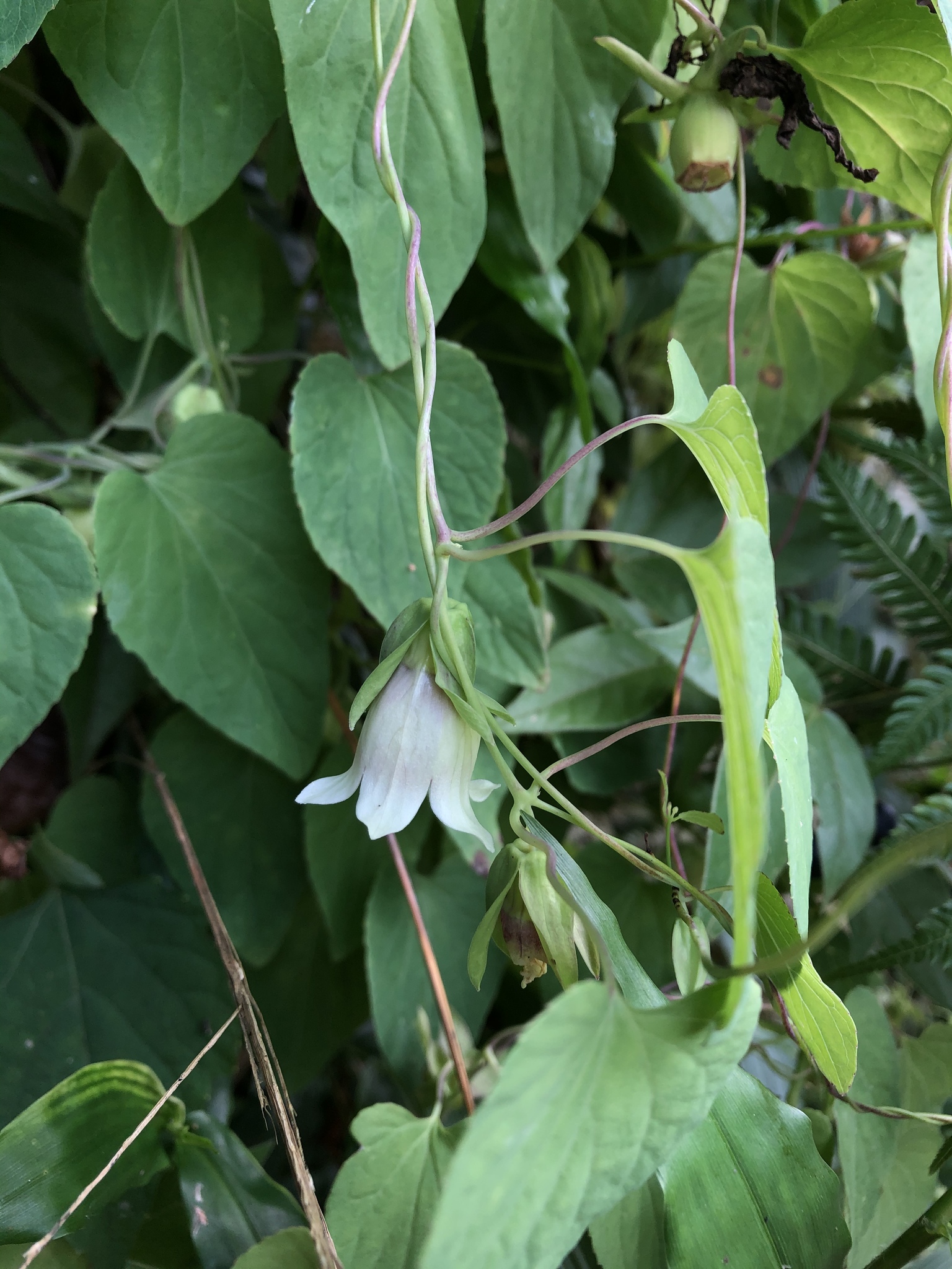 Codonopsis javanica (Blume) Hook.f. & Thomson