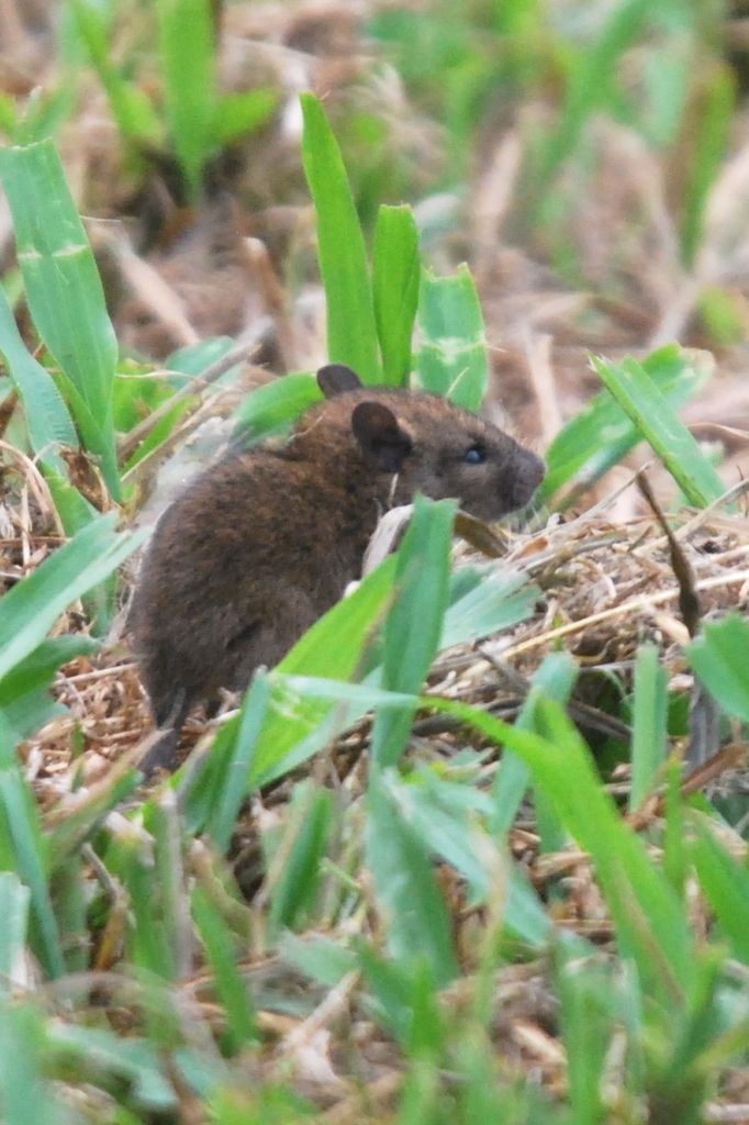 Oriental House Rat from Sengkang Riverside Park, Singapore on August 02 ...
