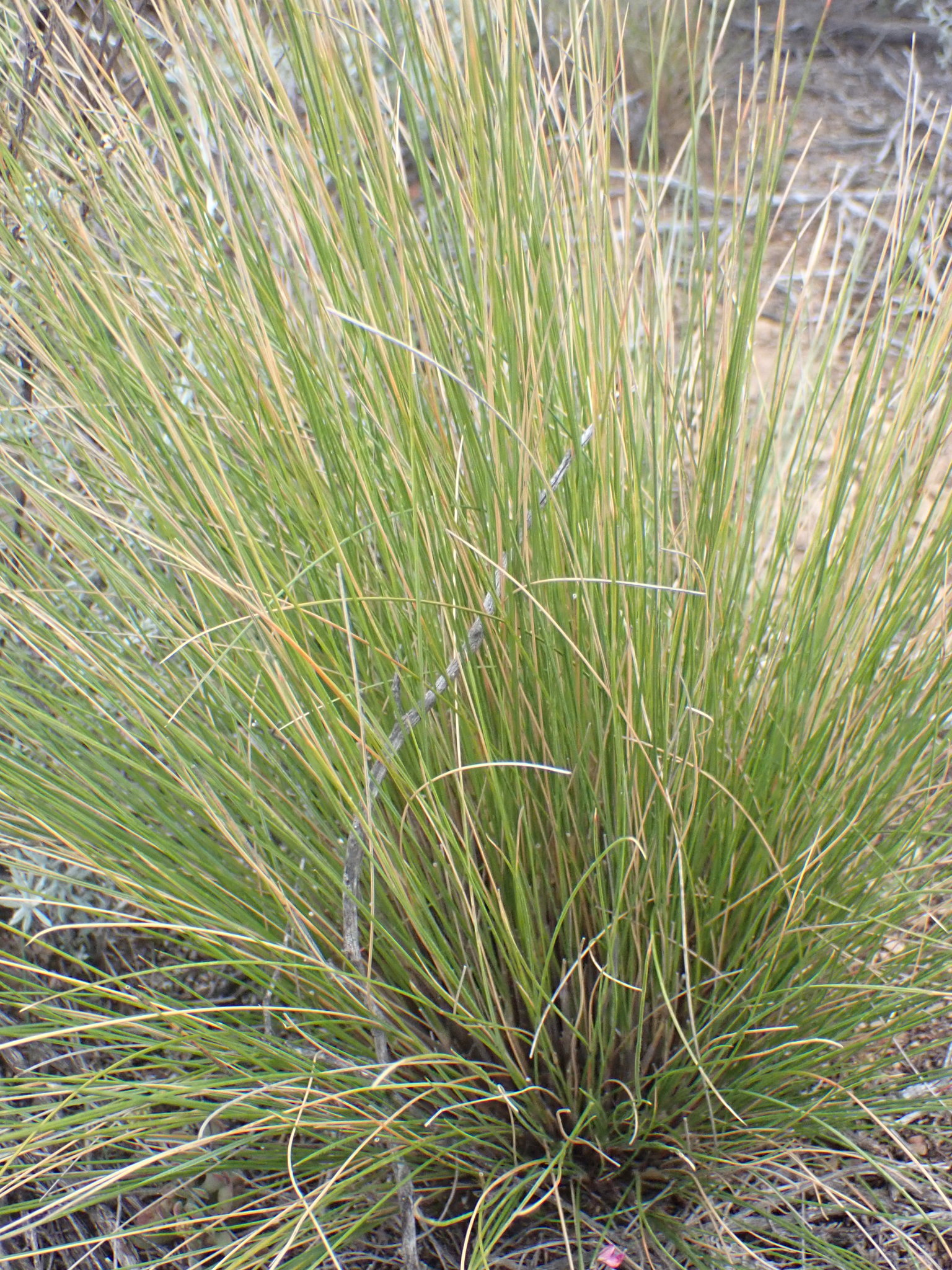 Tenaxia N.P.Barker & H.P.Linder