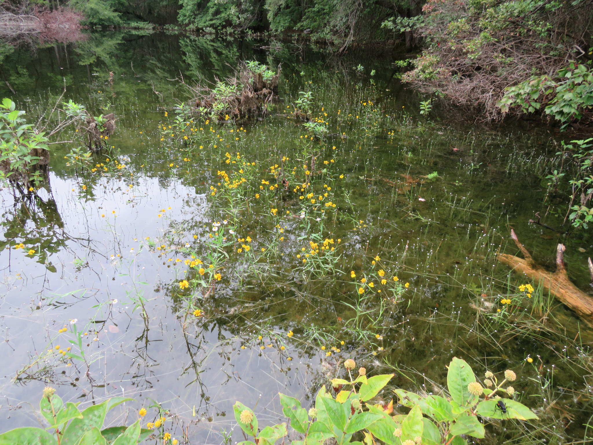 Helenium virginicum S.F.Blake