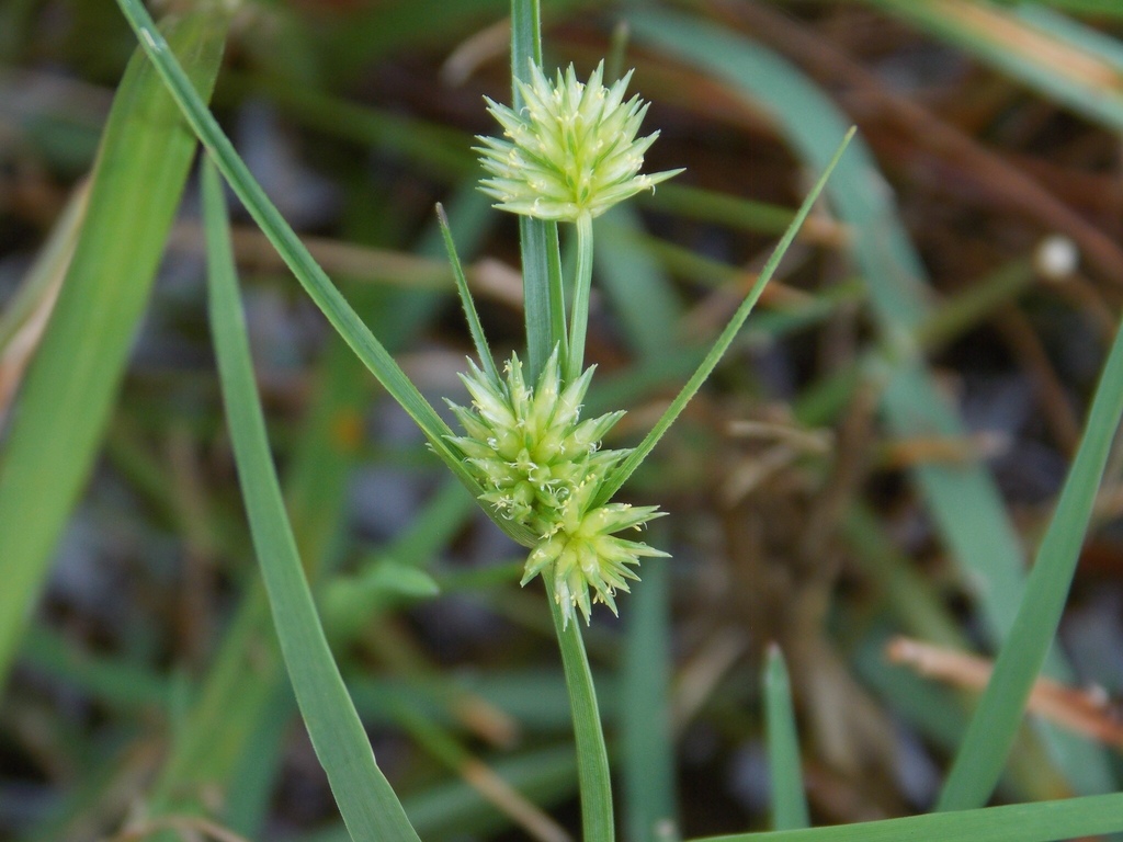 Cyperus retroflexus pumilus in September 2020 by Aidan Campos · iNaturalist