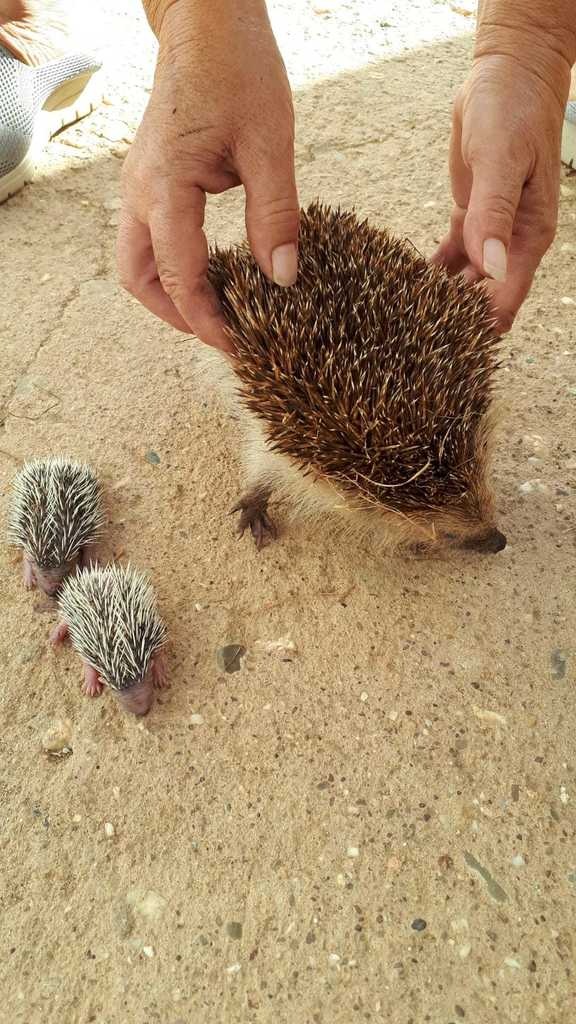 Common Hedgehog from Santa Vitória, Portugal on September 12, 2020 at ...