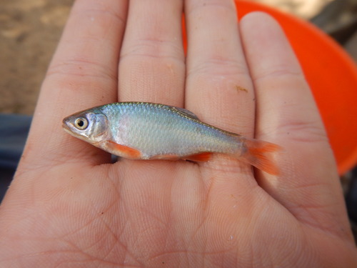 Red Shiner (SD Fish Passage Guide ) · iNaturalist
