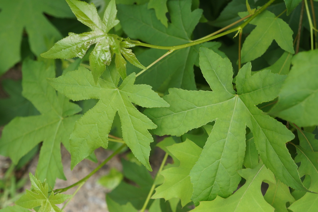 American sweetgum from elizabeth, nj on June 19, 2014 by Sara Rall ...