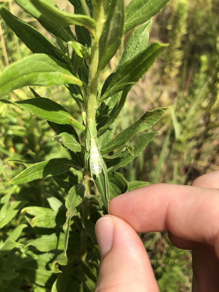 Common Tree Crickets from Mississippi State University, Starkville, MS ...