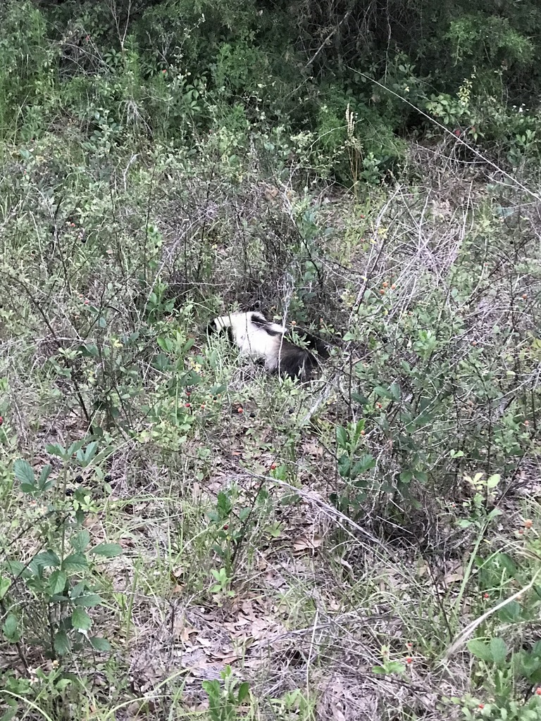 Striped Skunk from High Springs, FL, USA on May 20, 2020 at 11:18 PM by ...