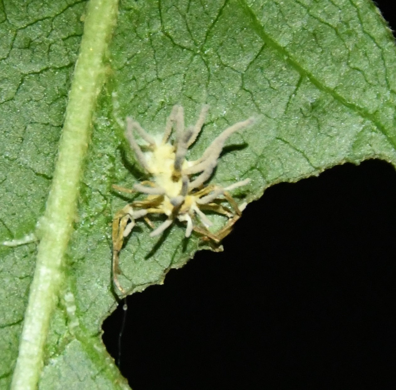 Gibellula Cavara