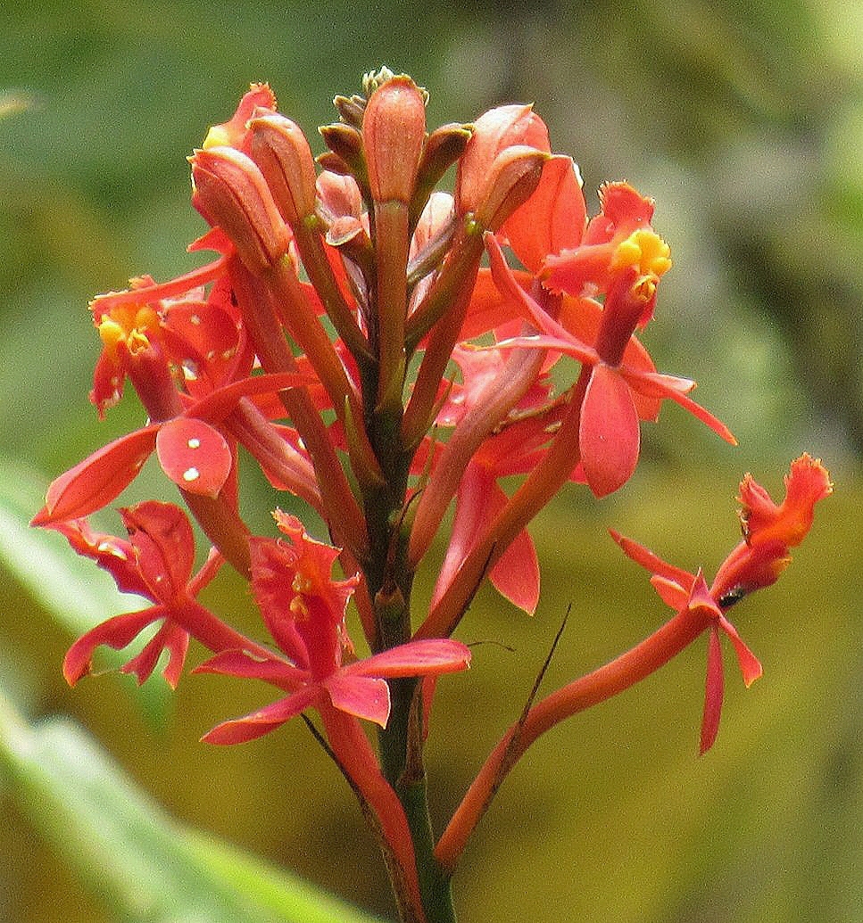 Epidendrum cochlidium Lindl.