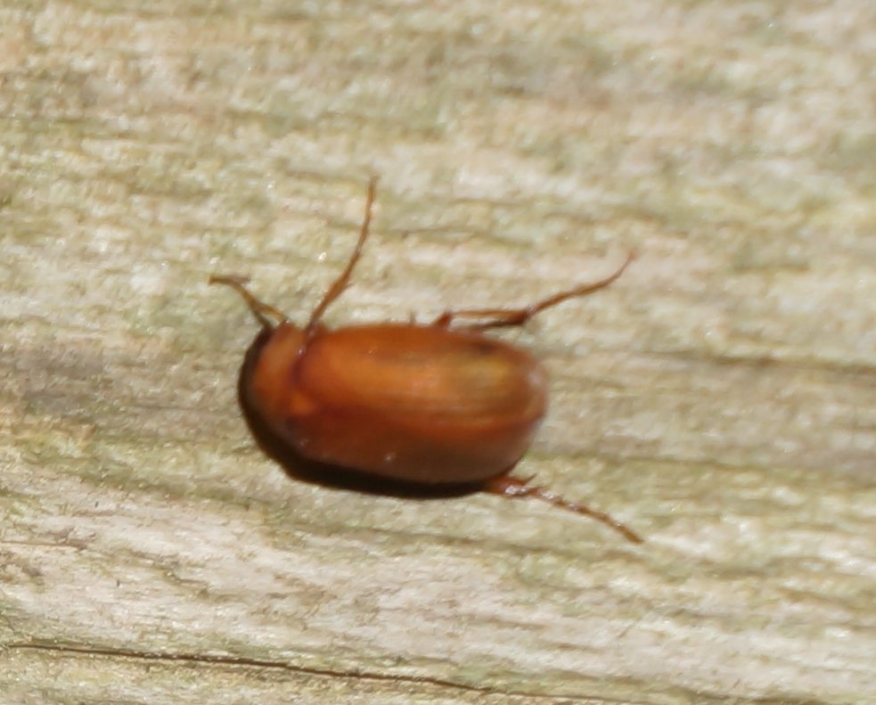 Asiatic Garden Beetle from 07059 on June 21, 2014 by Sara Rall ...