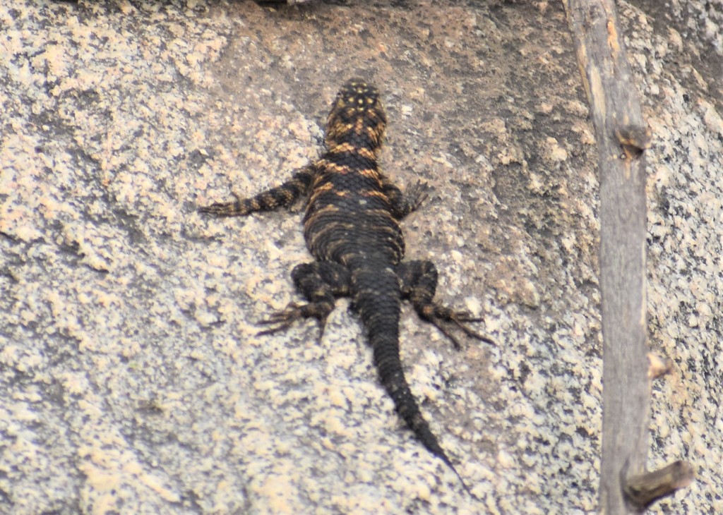 Granite Spiny Lizard from Sycamore Canyon Park, Riverside, CA, USA on ...