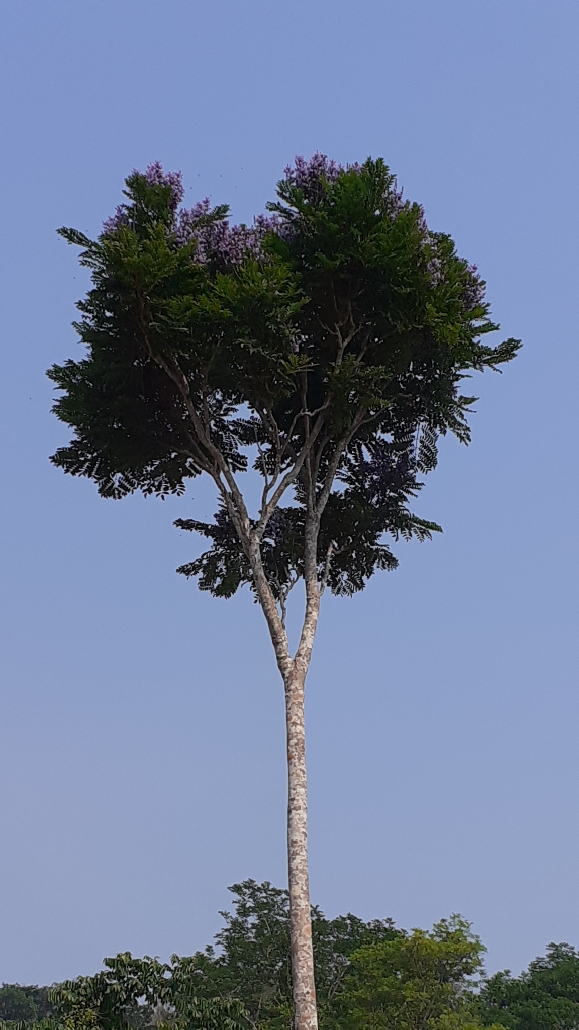 Jacaranda copaia (Aubl.) D.Don