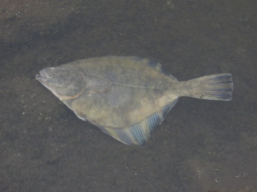 Starry Flounder from Mountain View, CA, USA on September 12, 2020 at 06 ...