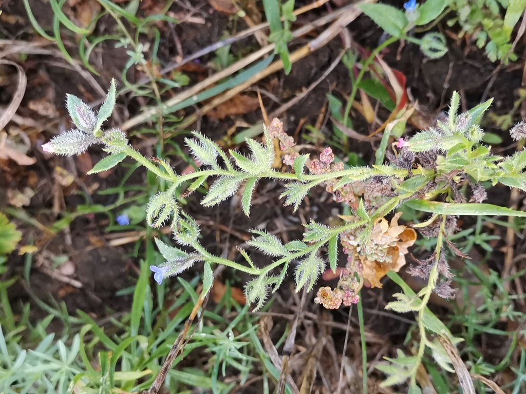 small bugloss from Свердловская обл., Россия, 623487 on September 12 ...