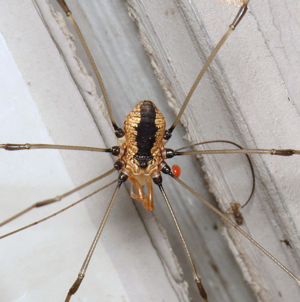 Eastern Harvestman (Casa Tortuga) · iNaturalist