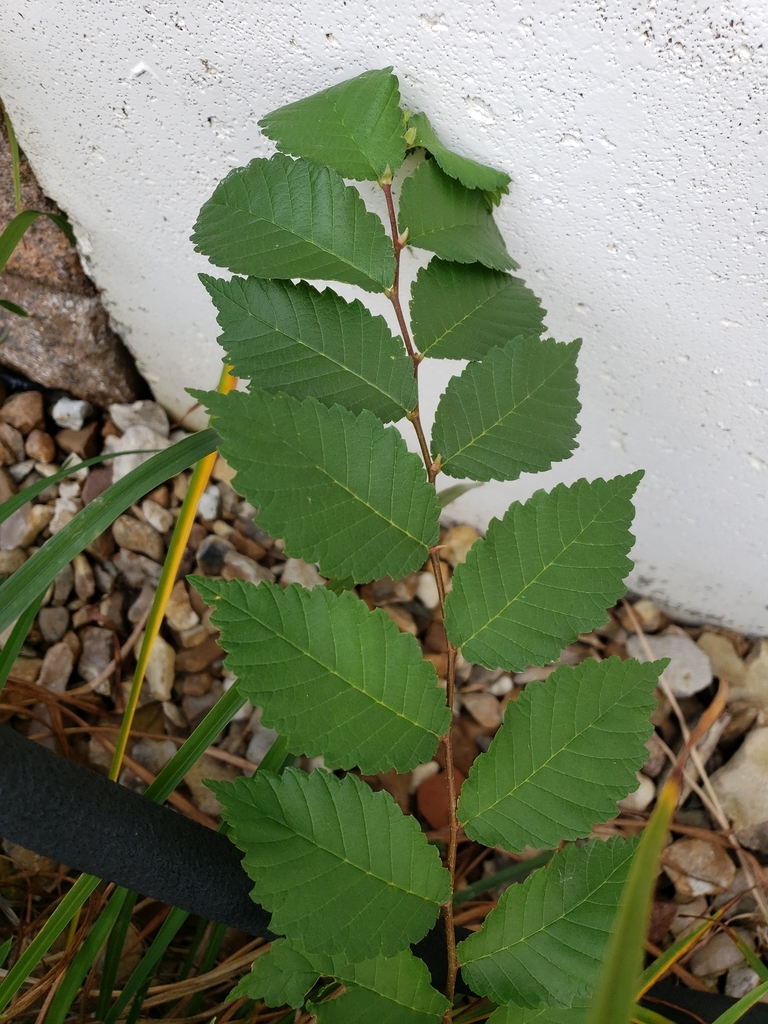 elm family from Topeka on September 12, 2020 at 03:40 PM by Cole Lanum ...