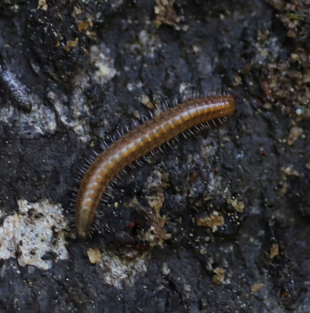 Sausage Millipedes from Südtirol, Italien on September 5, 2020 at 11:23 ...