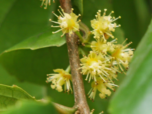 Lobi-lobi (Flora Singapore List F) · iNaturalist