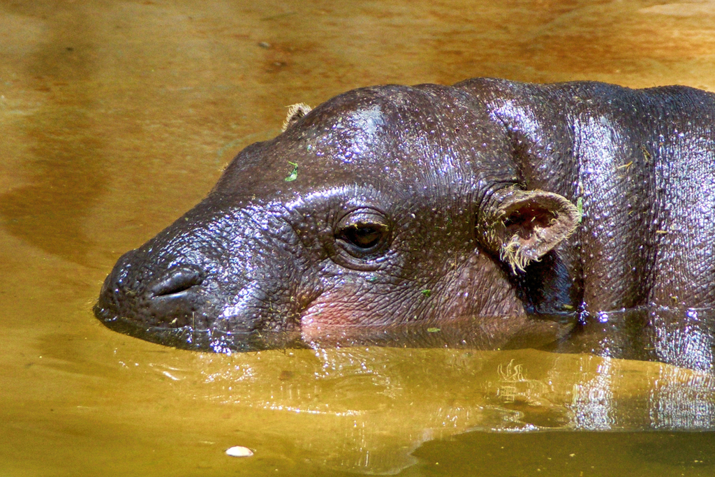 Pygmy Hippopotamus (Choeropsis liberiensis) - Know Your Mammals