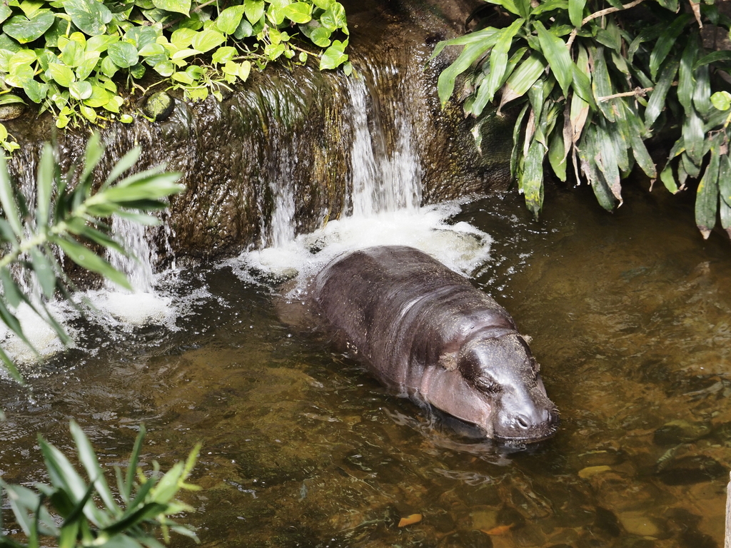 Pygmy Hippopotamus (Choeropsis liberiensis) - Know Your Mammals