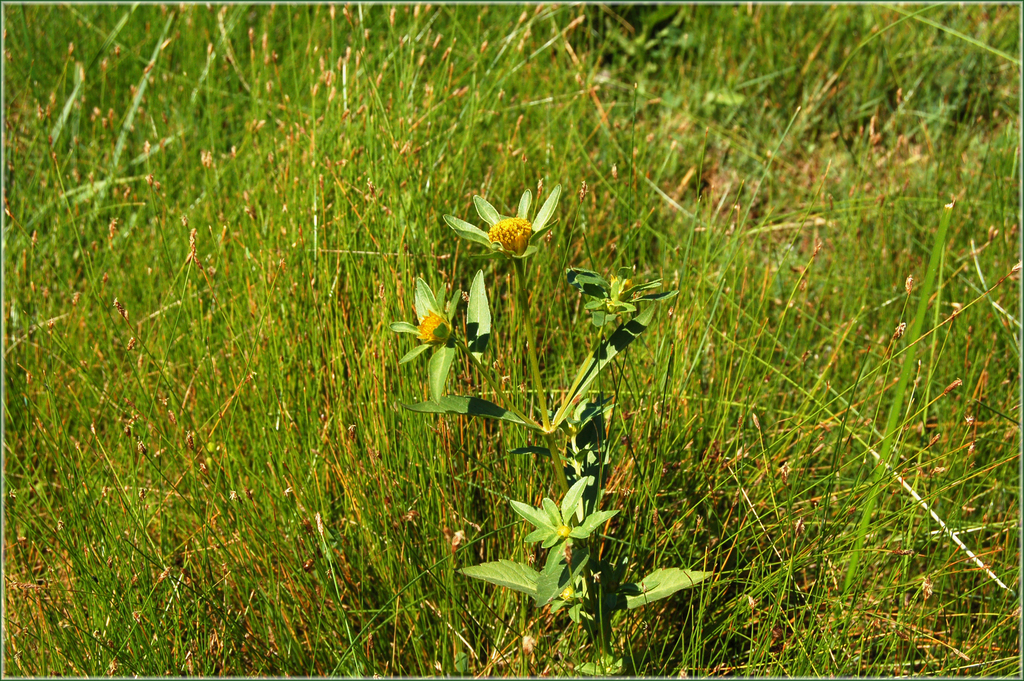 Bident à trois divisions (Flowering plants (Angiosperms) of Boisé du ...