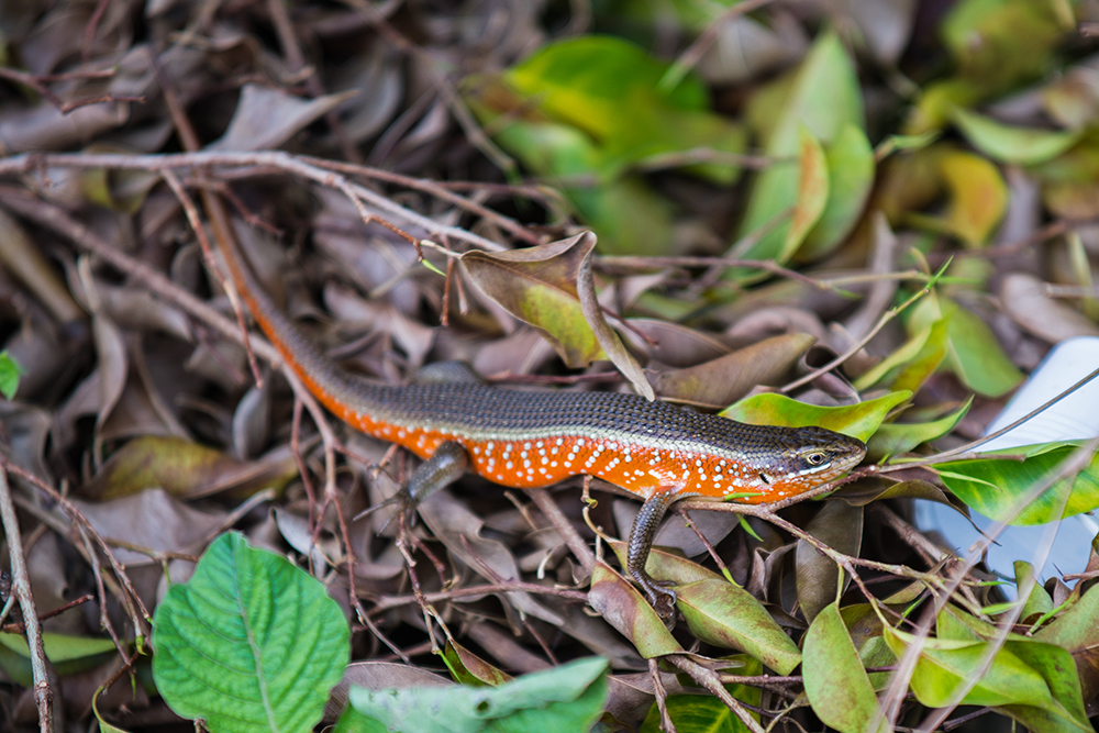 Fire-sided Skink (HX - Fauna of the Bissagos) · iNaturalist