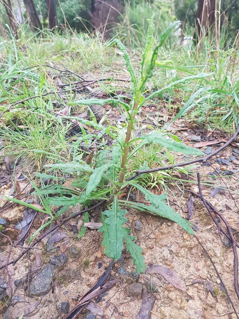 Hill Fireweed from Tremont VIC 3785, Australia on September 13, 2020 at ...