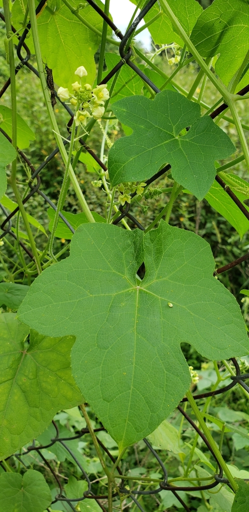 Sicyos microphyllus from Morelia, MX-MC, MX on September 12, 2020 at 01 ...