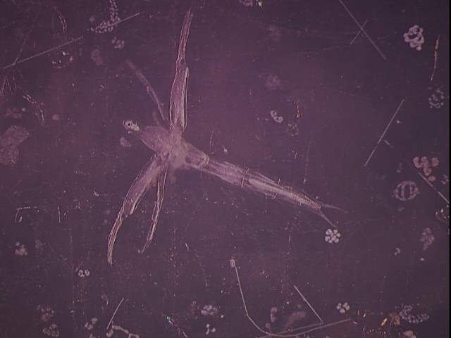 Leptodora kindtii from Stearns County, MN, USA on August 7, 2014 at 01: ...