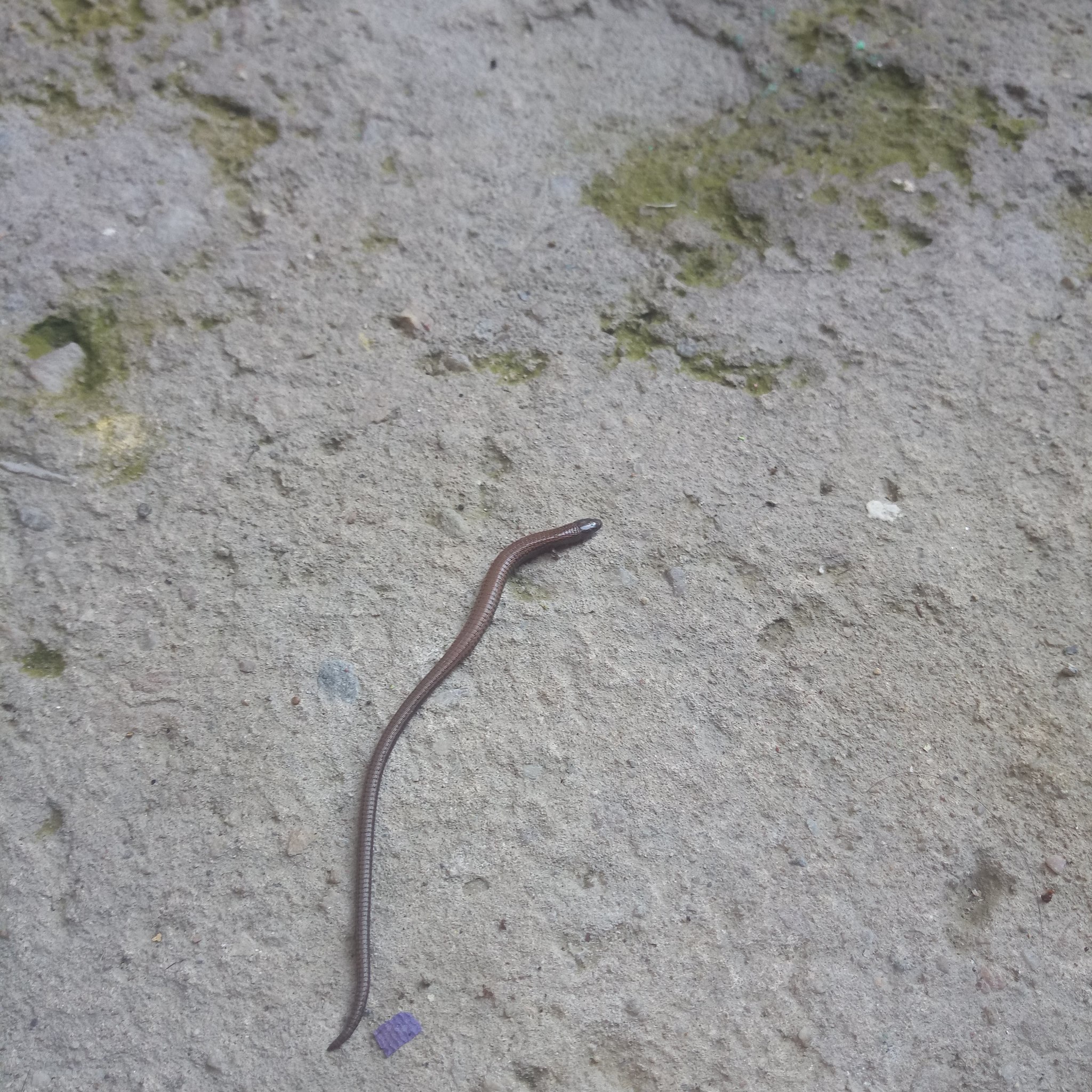 Bachia bicolor (Cope, 1896)