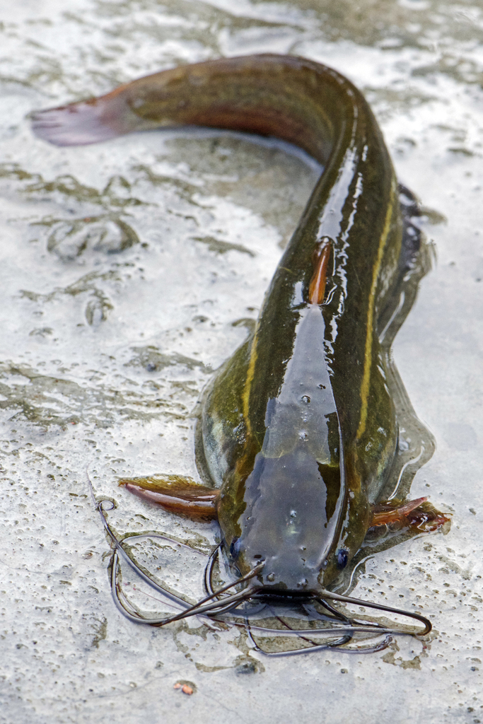 Asian Stinging Catfish