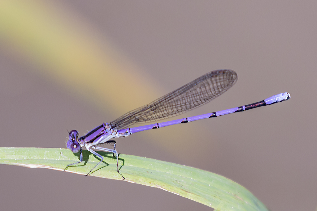 Violet Dancer from Washington, Ohio, United States on August 1, 2017 at ...