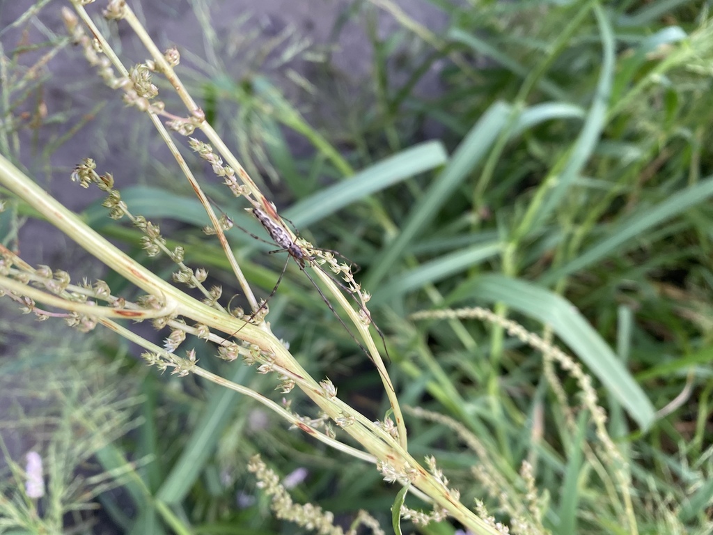 Elongate Stilt Spider from Foley, MO, US on September 12, 2020 at 06:26 ...