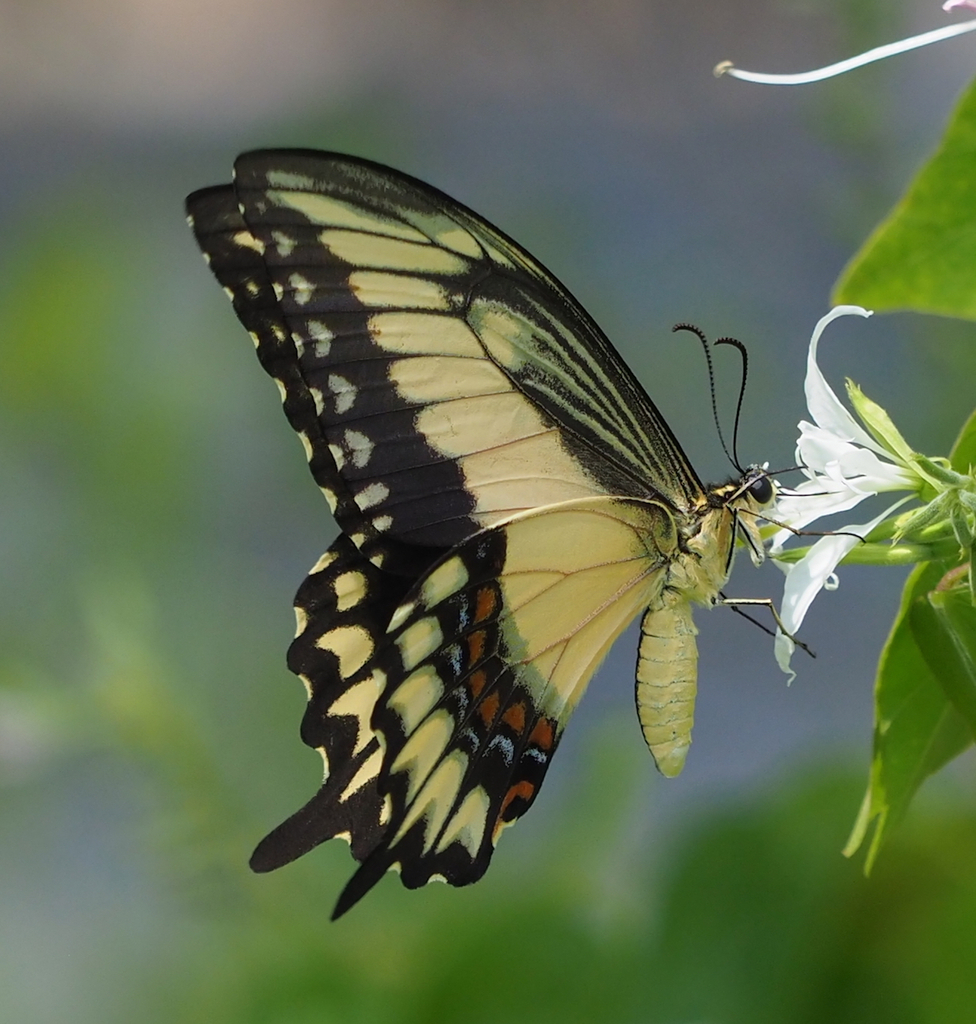 Mariposa cometa de banda ancha (Tizimín y sus mariposas) · iNaturalist