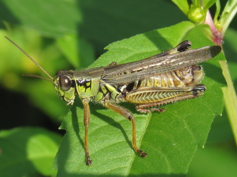 Red-legged Grasshopper from Erie County, PA, USA on September 09, 2020 ...