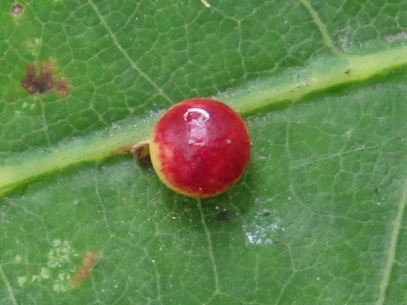 Zopheroteras sphaerula from Erie County, PA, USA on September 9, 2020 ...