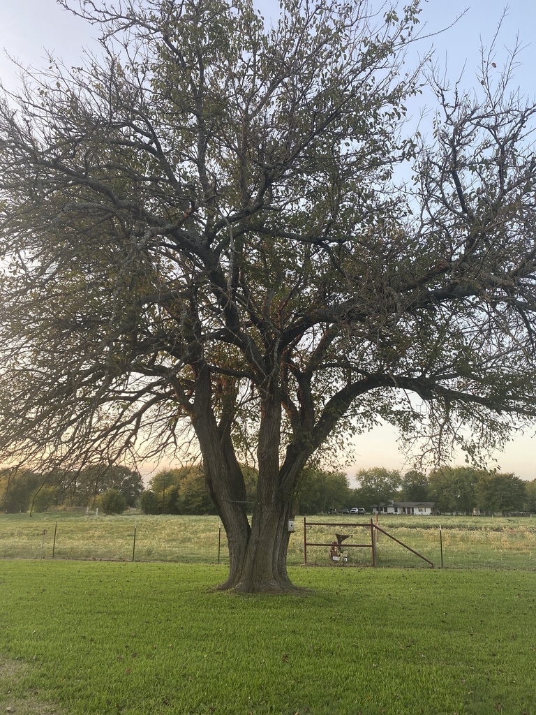 Texas live oak from FM-429, Kaufman, TX, US on September 12, 2020 at 07 ...