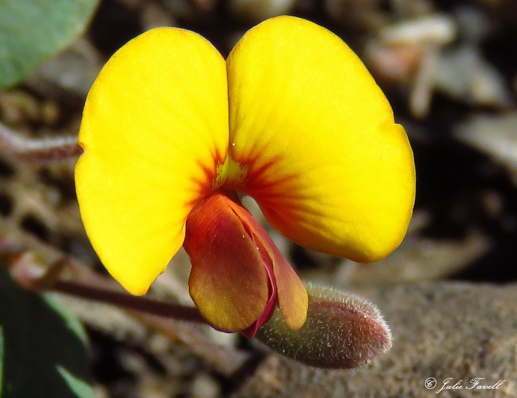 creeping bossiaea from Ben Bullen State Forest NSW 2790, Australia on ...