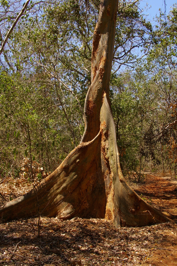 tall-boy star-chestnut from TCT Dalmann on October 11, 2013 by Graeme ...