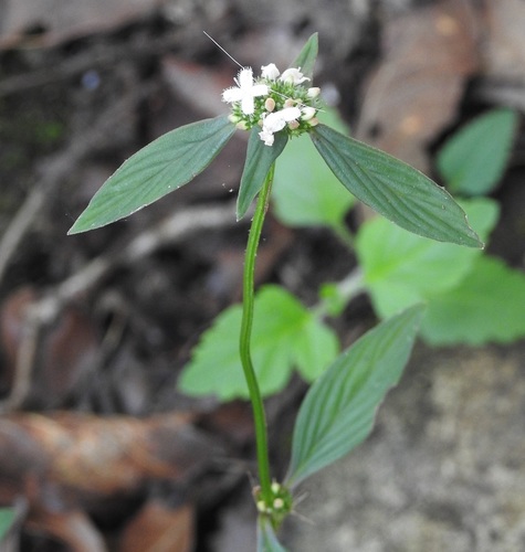 Borreria remota (Borreria remota)