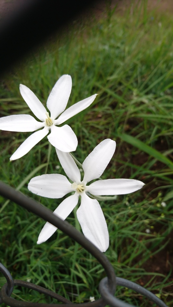 Mexican star (Milla biflora) - Botanical Realm