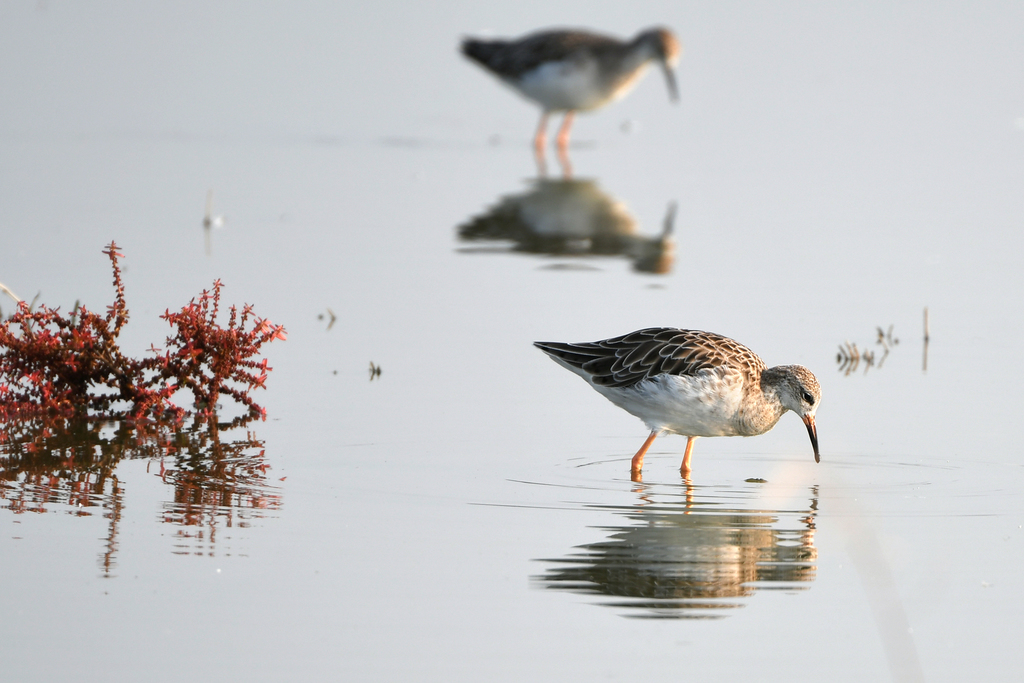 Ruff from Tainan City, Taiwan on September 13, 2020 at 07:09 AM by ...