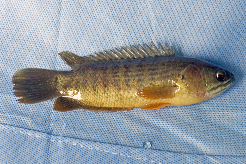 (Anabas) - Marine Life Identification