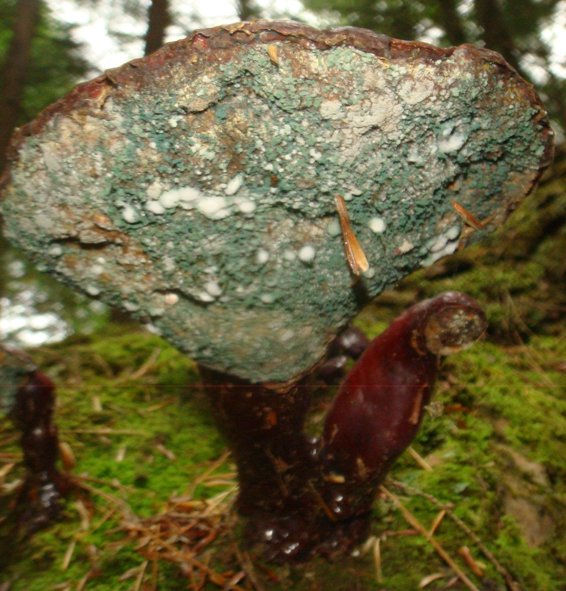 Trichoderma lixii (Pat.) P.Chaverri