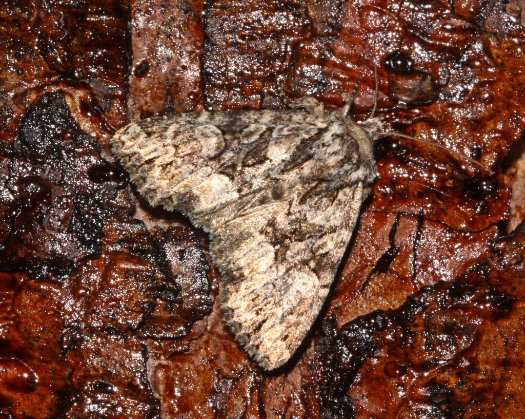 Adorable Brocade Moth from Le Rocher-Percé, QC, Canada on September 12 ...