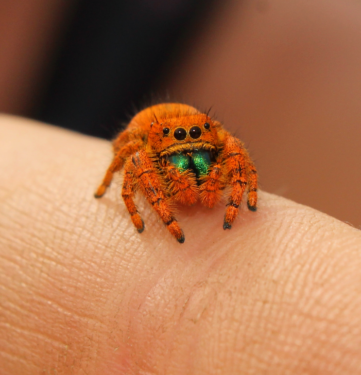 Apache Jumping Spider in September 2020 by Scott Ward · iNaturalist