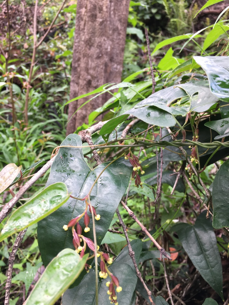 Common Yam Vine from Caparra NSW 2429, Australia on September 11, 2020 at 12:09 PM by maznee ...