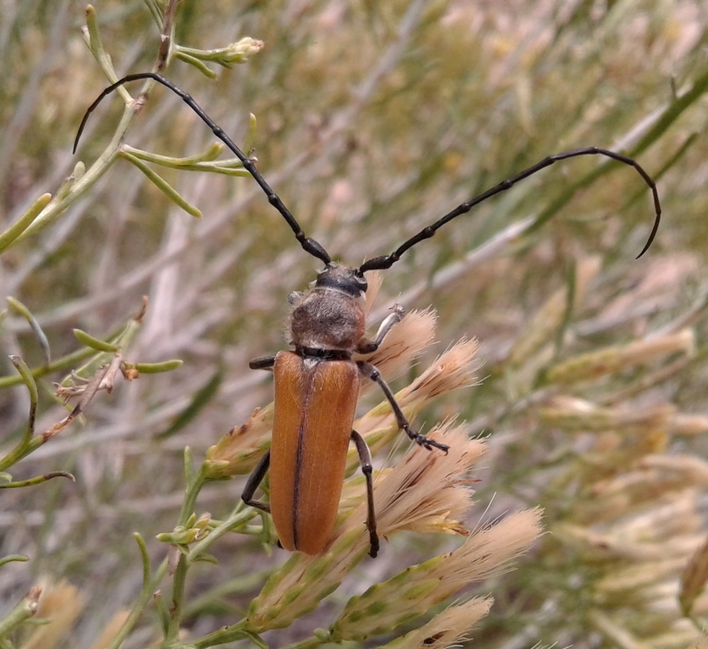 Crossidius suturalis from Roswell, NM 88203, USA on September 12, 2020 ...