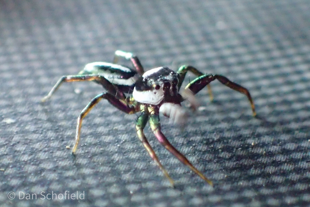 Iridescent Jumping Spiders from Lembeh Straits, Mawali, Lembeh Utara ...