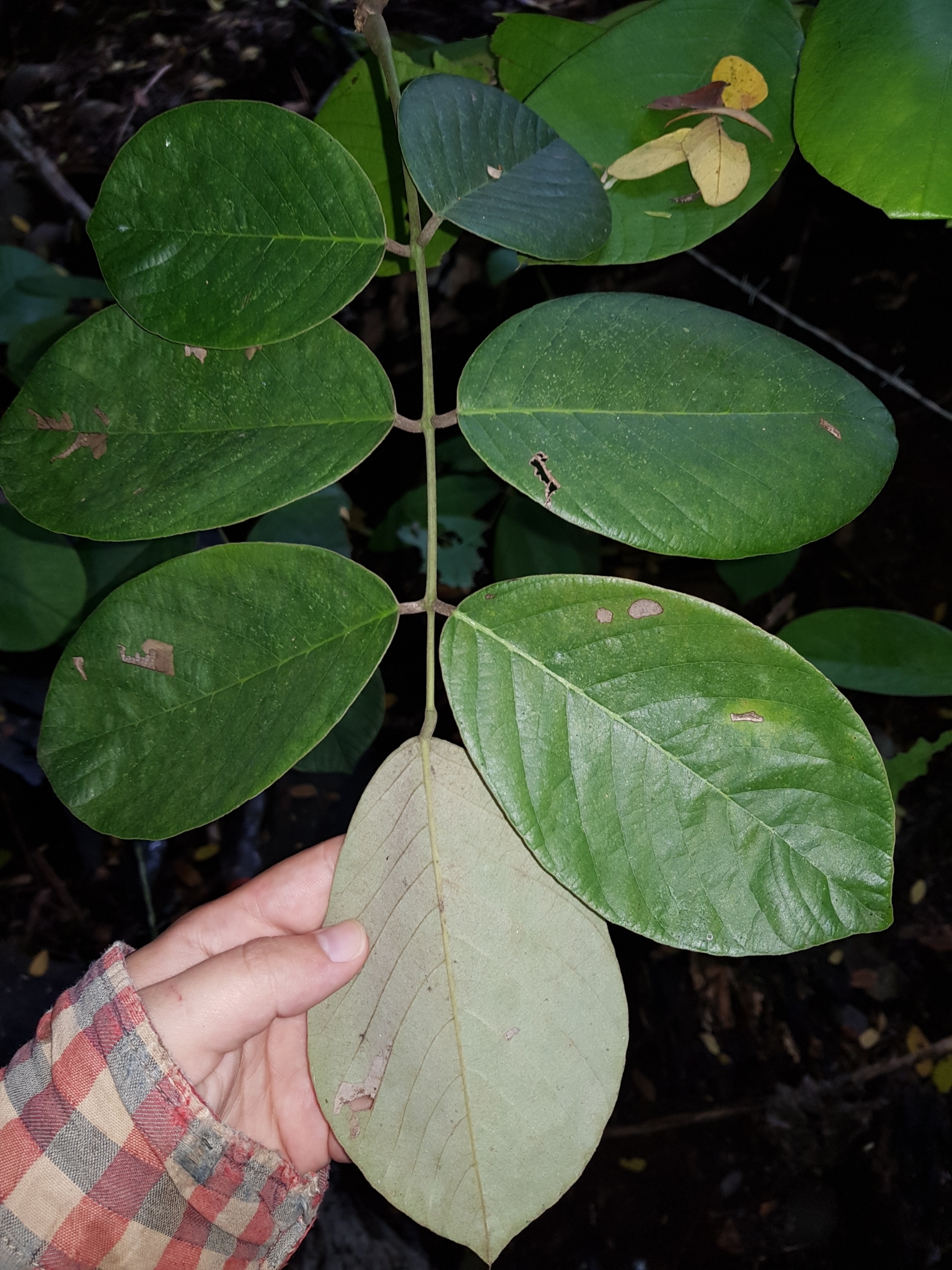 Piscidia grandifolia (Donn.Sm.) I.M.Johnst.