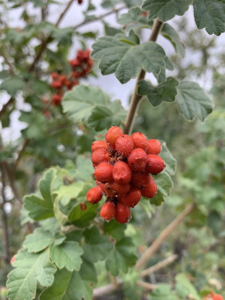 fragrant sumac from Yavapai County, AZ, USA on July 25, 2020 at 11:53 ...